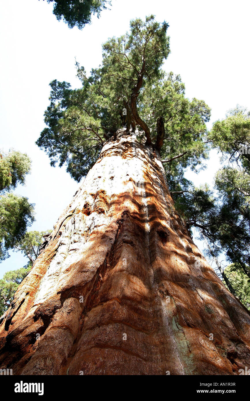 giant sequoia General Sherman Sequoiadendron giganteum largest living ...