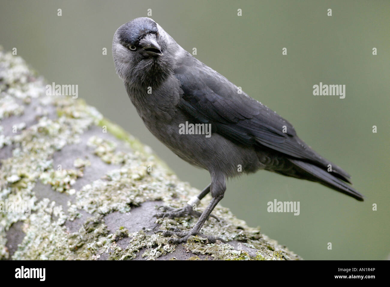 Corvus monedula eurasian jackdaw bird hi-res stock photography and ...