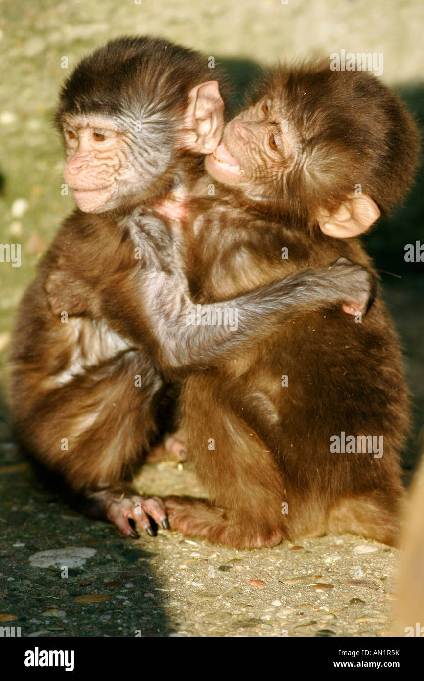 Blutbrustpavian Dschelada Theropithecus gelada Gelada boboon Jungtier ...