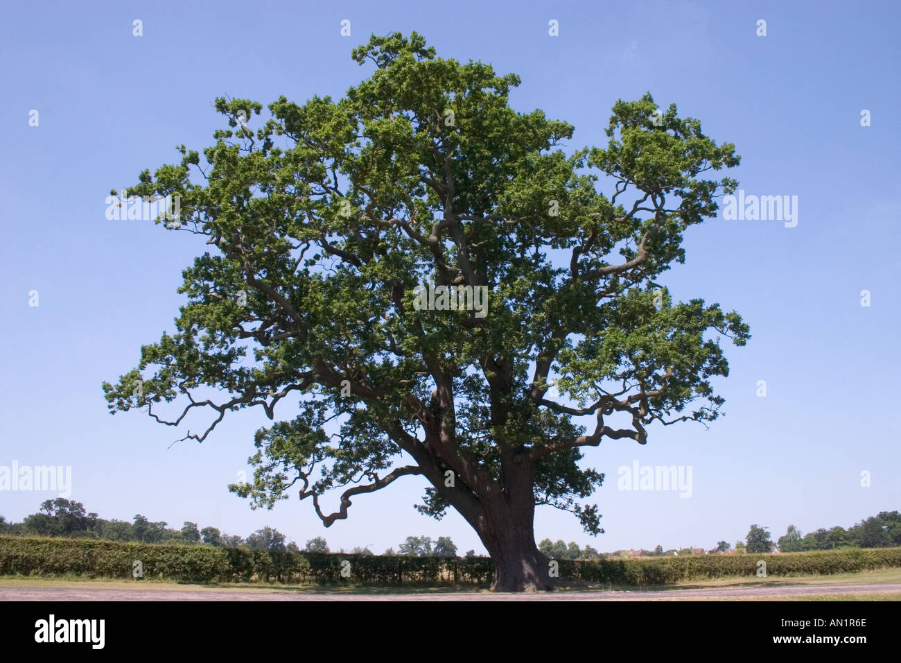 oak tree in windsor great park Stock Photo - Alamy