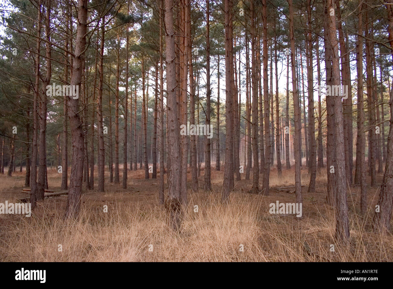 Chobham common hi-res stock photography and images - Alamy