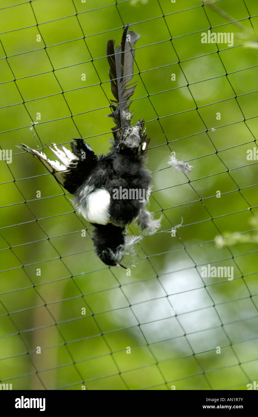 Elster Magpie pica pica Europe Europa Stock Photo - Alamy