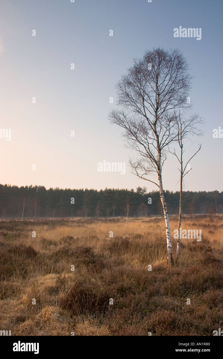 Chobham common hi-res stock photography and images - Alamy