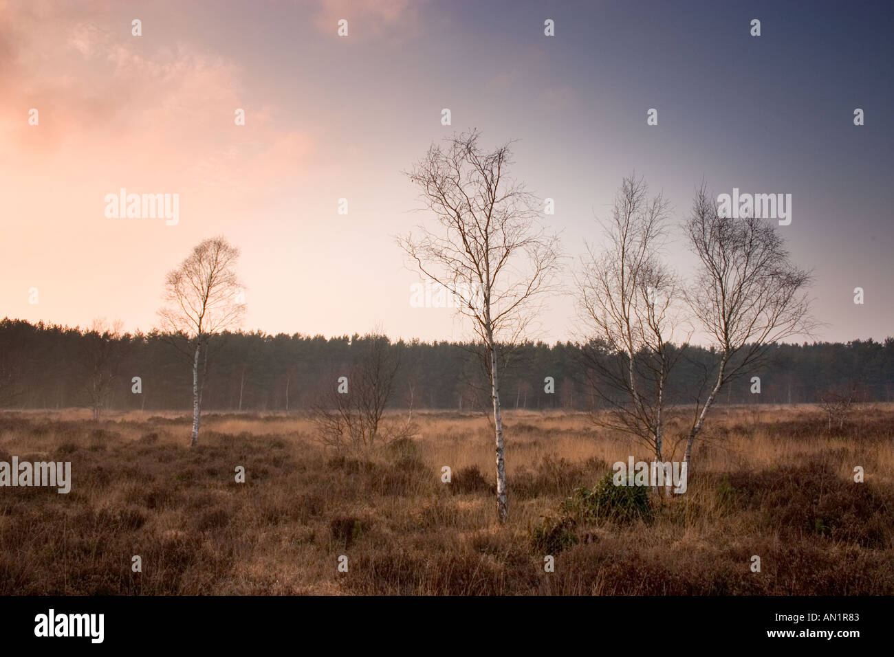 Chobham common hi-res stock photography and images - Alamy