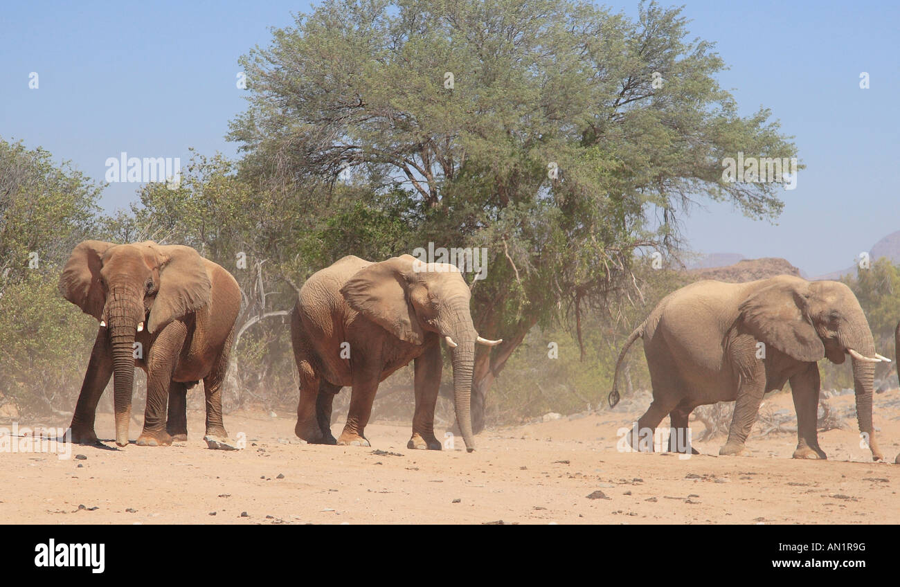 Desert Elephants of Namibia Stock Photo - Alamy