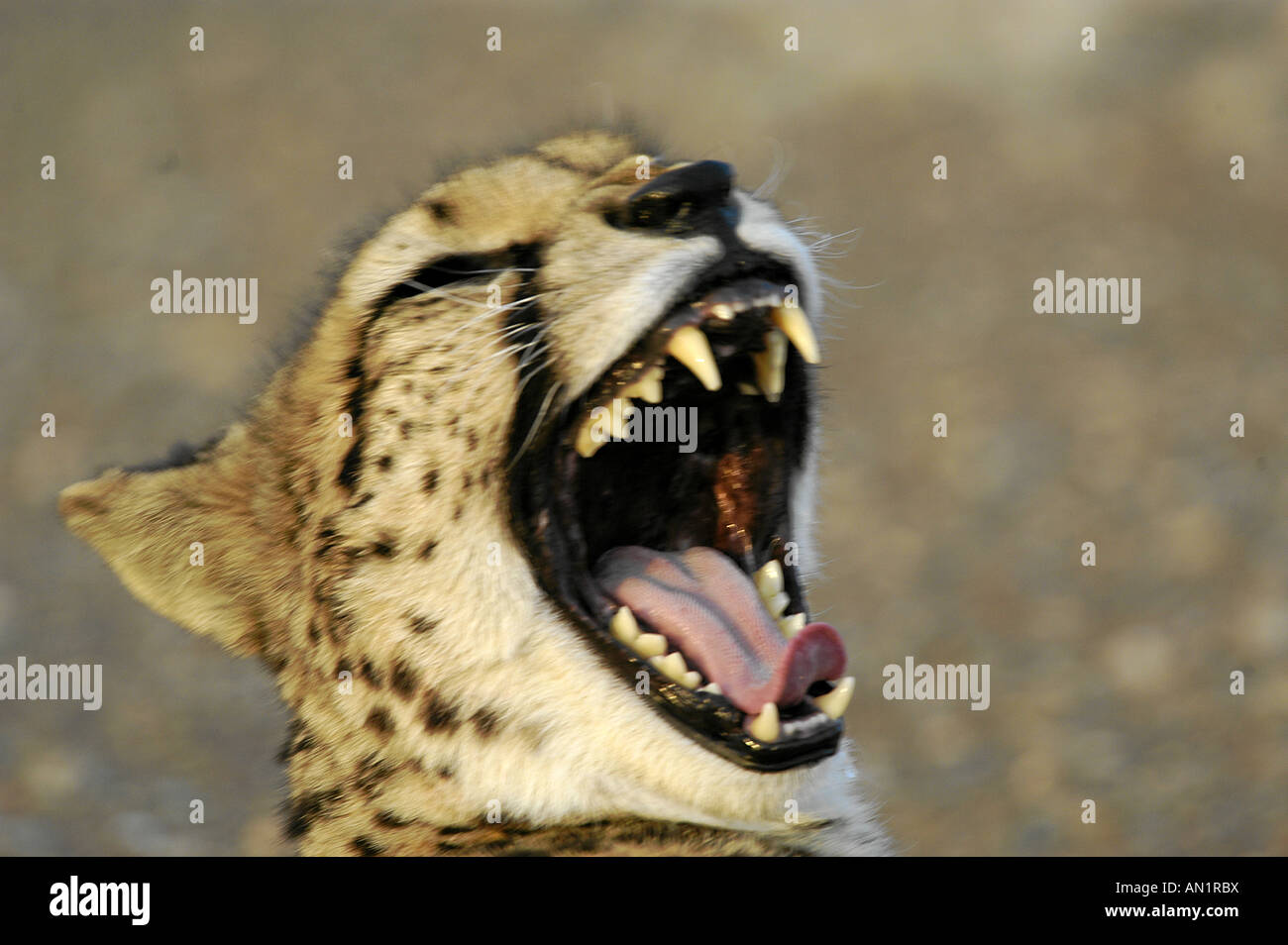 Gepard Cheetah Acinonyx jubatus Afrika Africa Stock Photo - Alamy