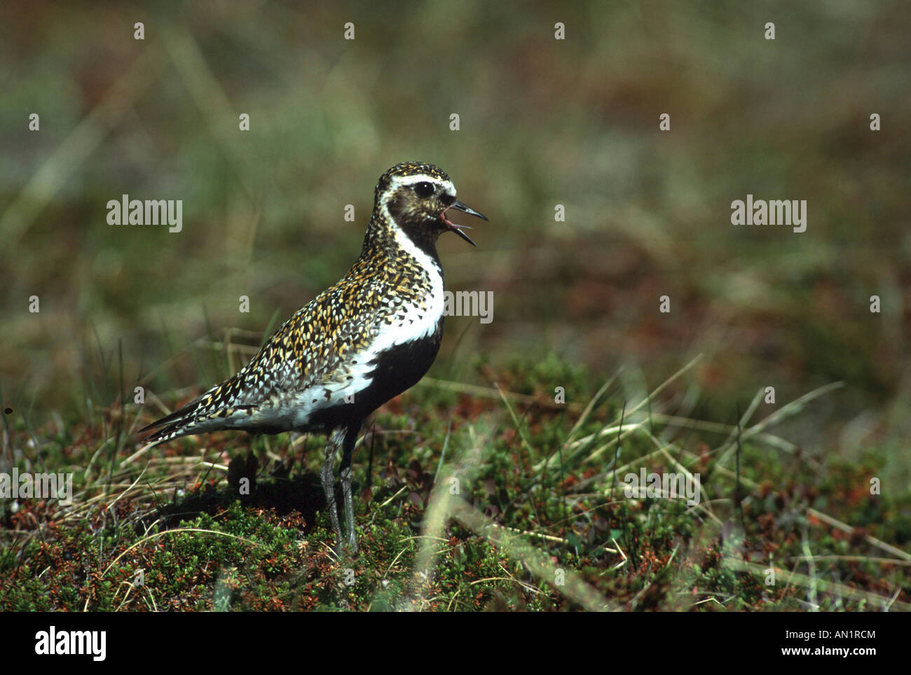 Goldregenpfeifer hi-res stock photography and images - Alamy