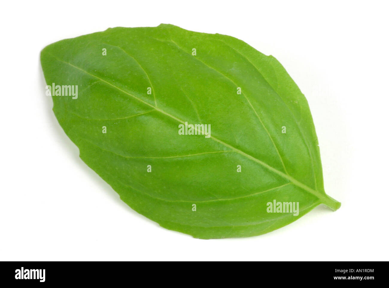 sweet basil Ocimum basilicum single leave Stock Photo - Alamy