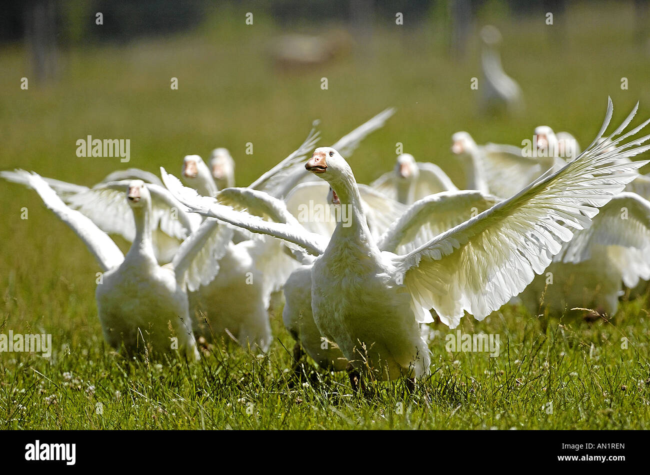 Hausgans anser anser domestica Domesticated Goose Domesticated Fowl ...
