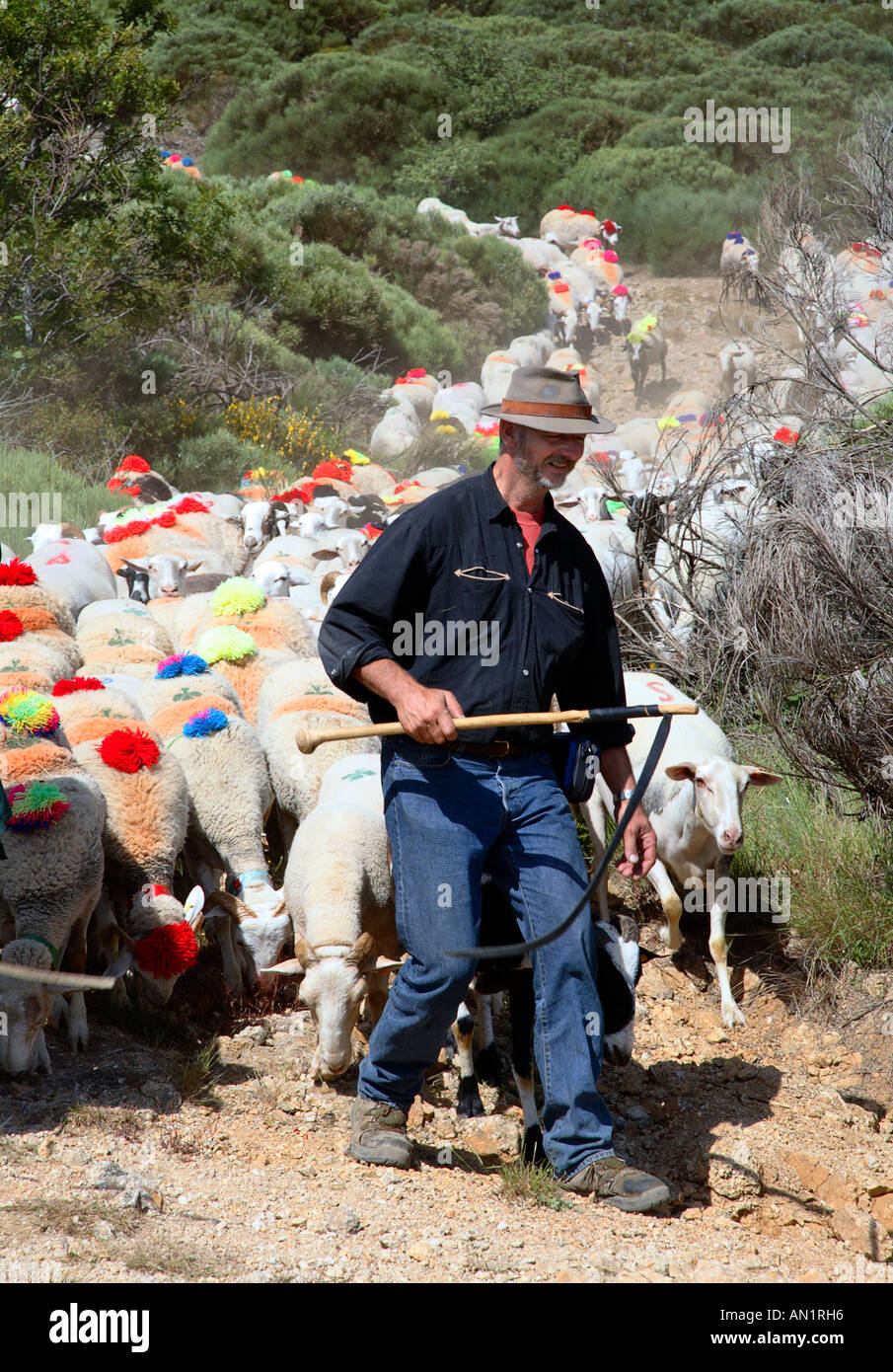 Transhumance in Cevennes France Stock Photo - Alamy