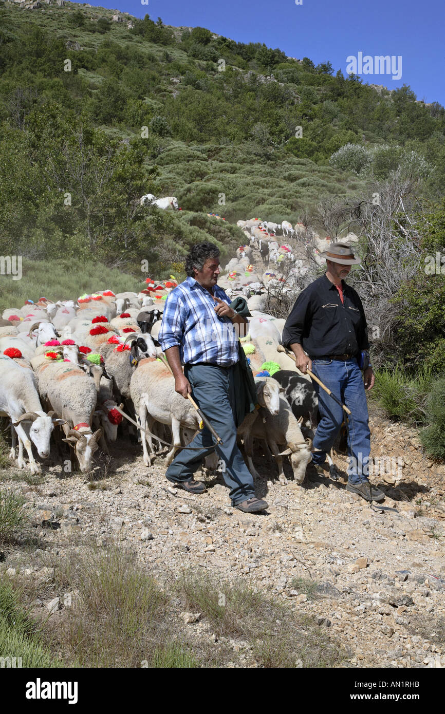 Transhumance in Cevennes France Stock Photo - Alamy