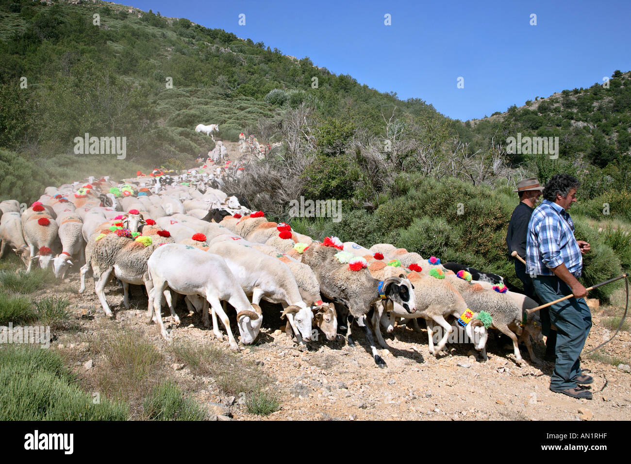Transhumance in Cevennes France Stock Photo - Alamy
