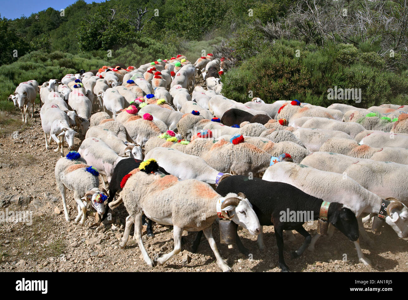 Transhumance in Cevennes France Stock Photo - Alamy