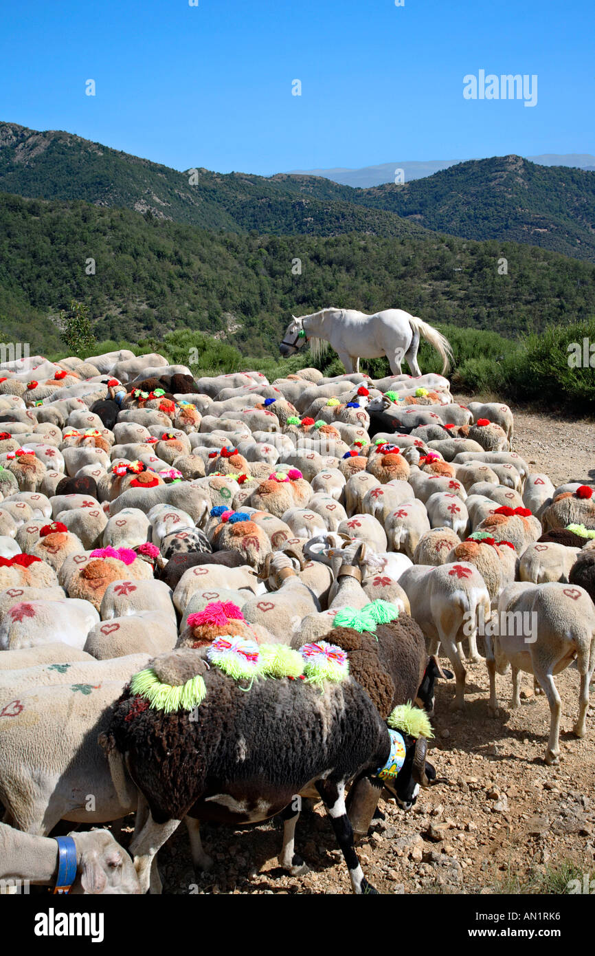 Transhumance in Cevennes France Stock Photo - Alamy