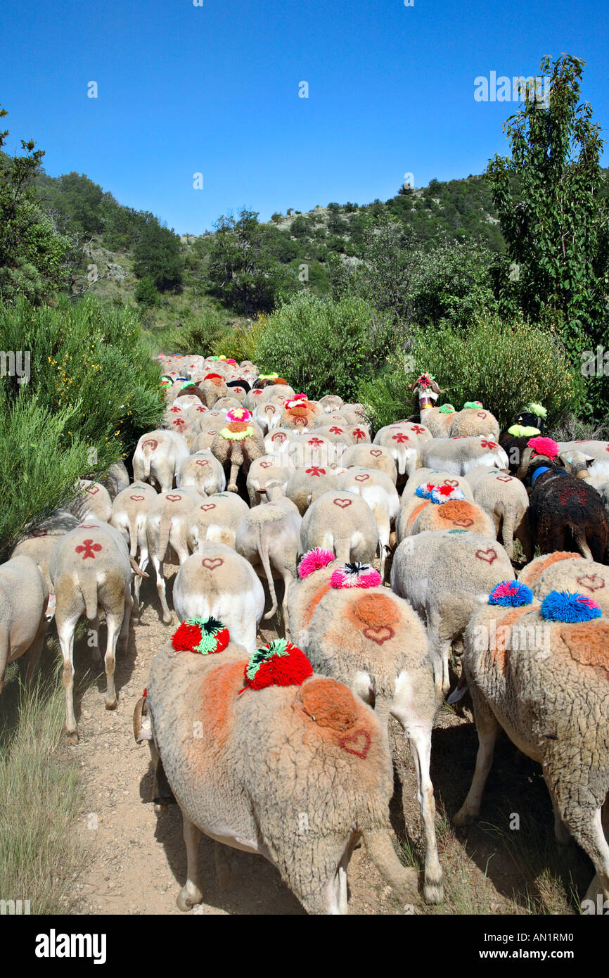 Transhumance in Cevennes France Stock Photo - Alamy