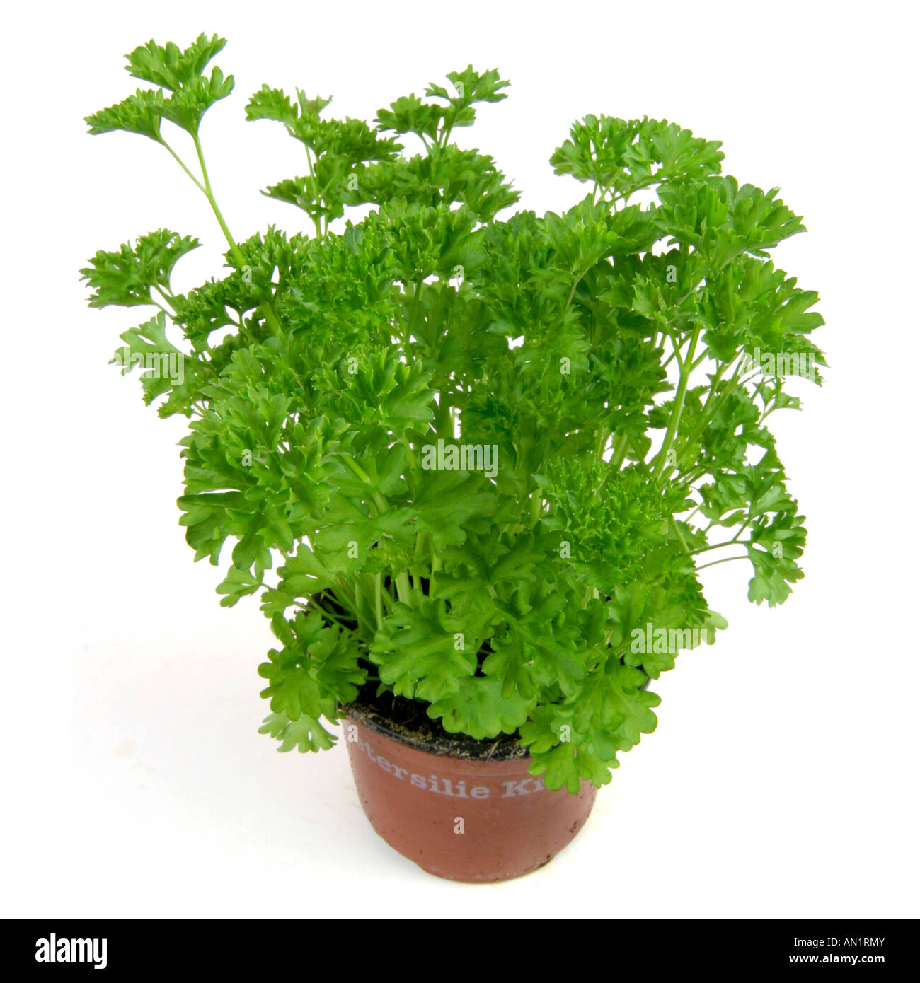 Parsley plant flowering hi-res stock photography and images - Alamy