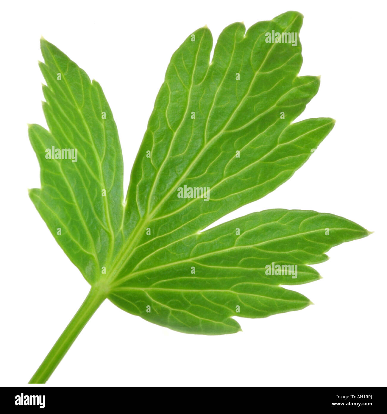 garden lovage bladder seed Levisticum officinale single leaf Stock ...