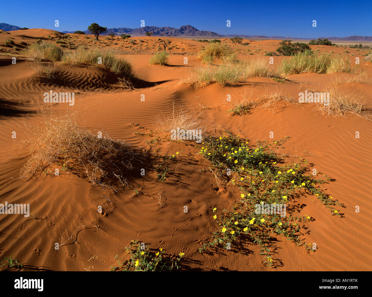 dunes and yellow flowers in desert Namib Rand Nature Reserve Namibia ...