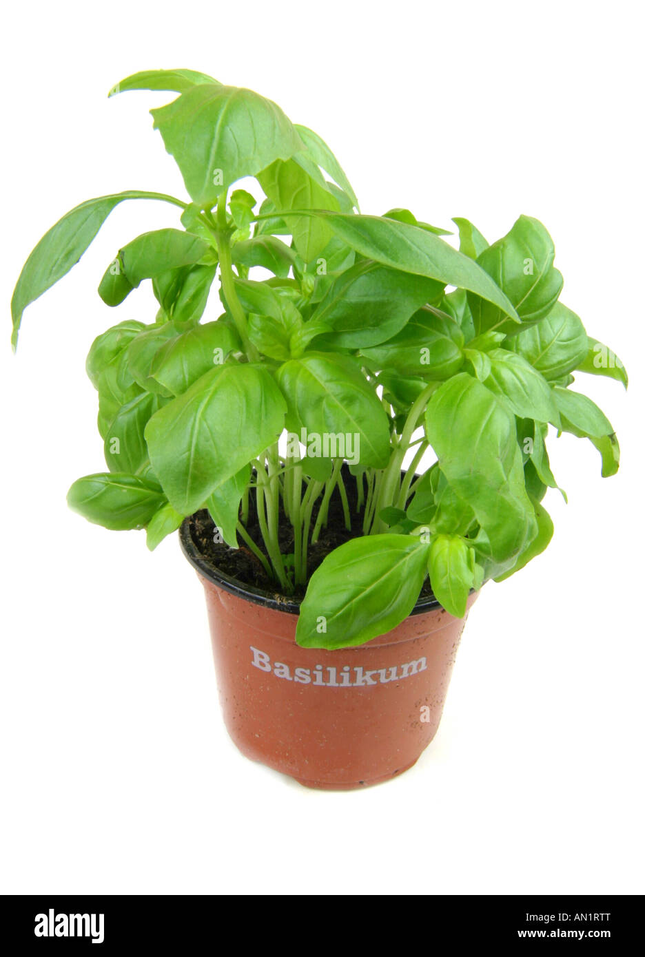 sweet basil Ocimum basilicum potted plant Stock Photo - Alamy