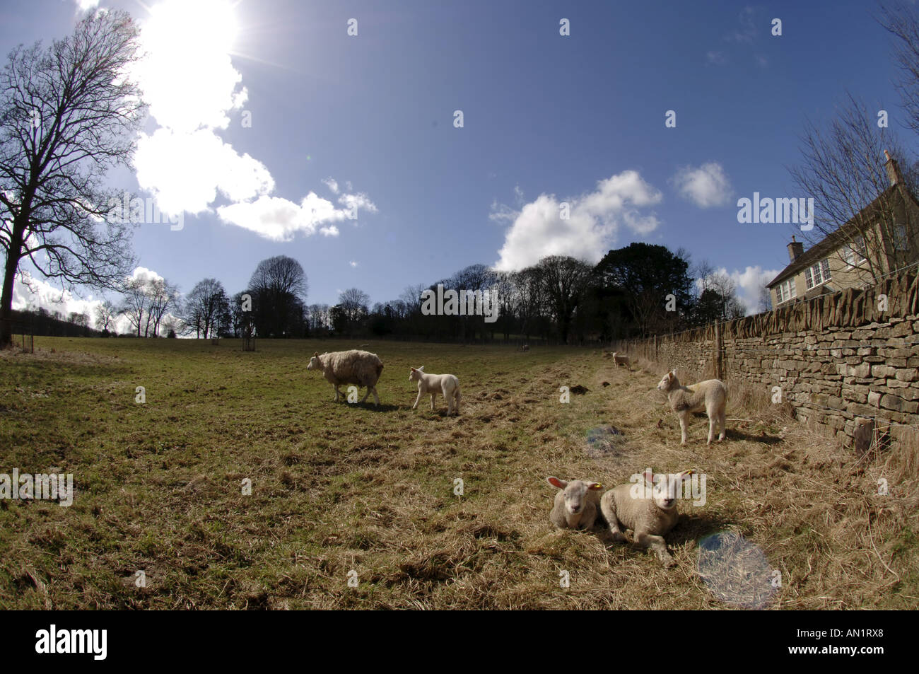 Early spring in the Cotswolds, UK Stock Photo - Alamy