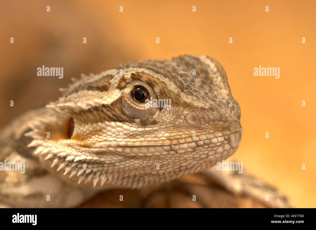 Bearded Dragon Lizard photographed in captivity Stock Photo - Alamy