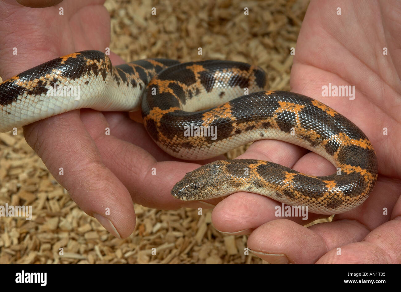 Sand Snake photographed in captivity Stock Photo - Alamy