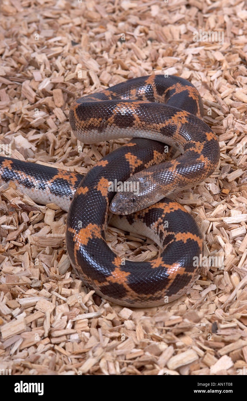 Sand Snake photographed in captivity Stock Photo - Alamy