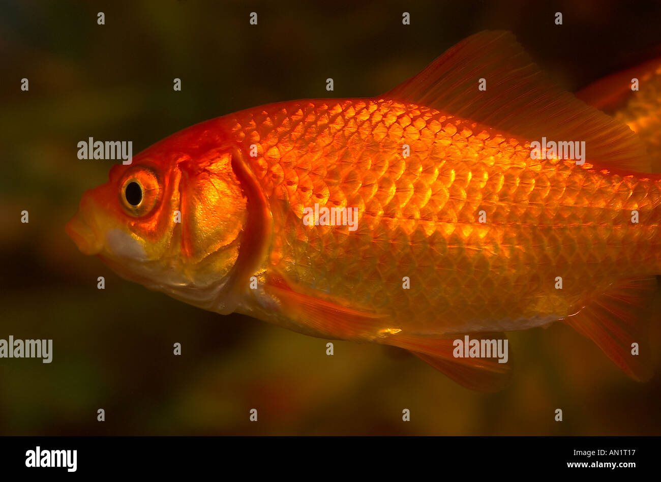 Common Goldfish photographed in captivity Stock Photo - Alamy