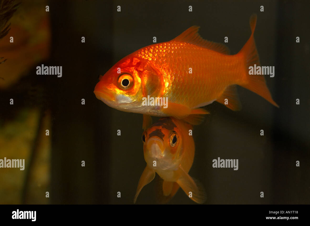 Common Goldfish photographed in captivity Stock Photo - Alamy
