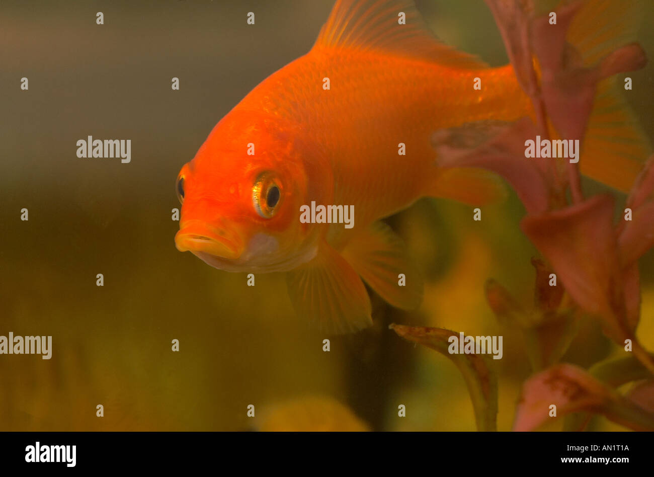 Common Goldfish photographed in captivity Stock Photo - Alamy