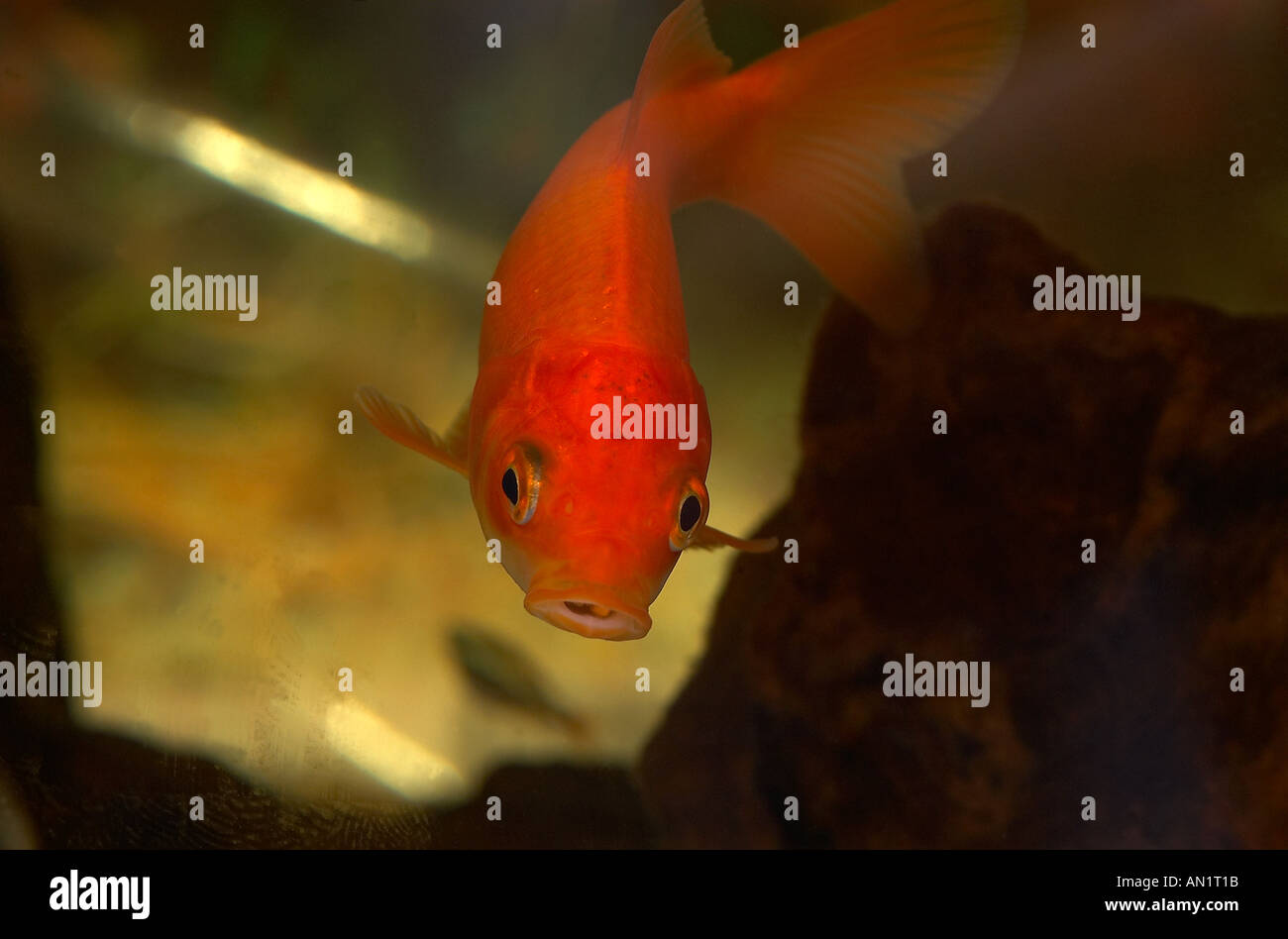 Common goldfish hi-res stock photography and images - Alamy