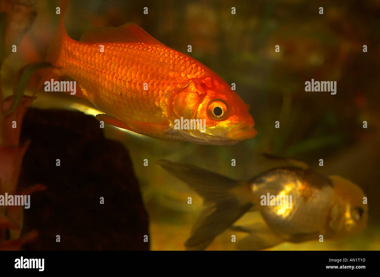 Common Goldfish Size