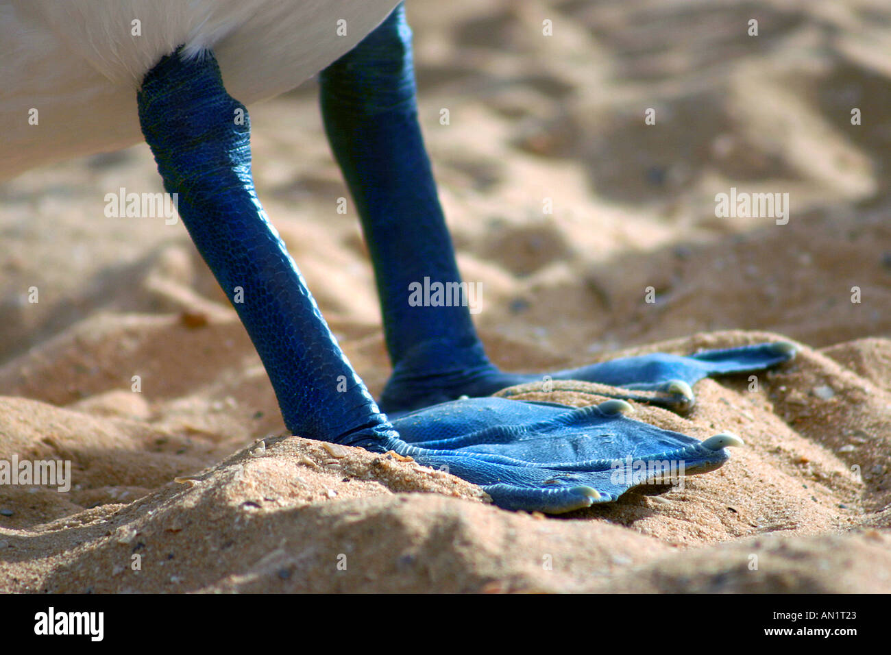 Pelican feet hi-res stock photography and images - Alamy