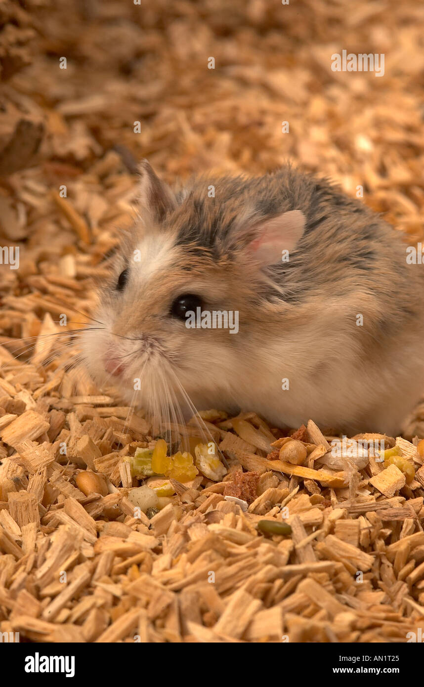 Dwarf hampster photographed in captivity Stock Photo - Alamy