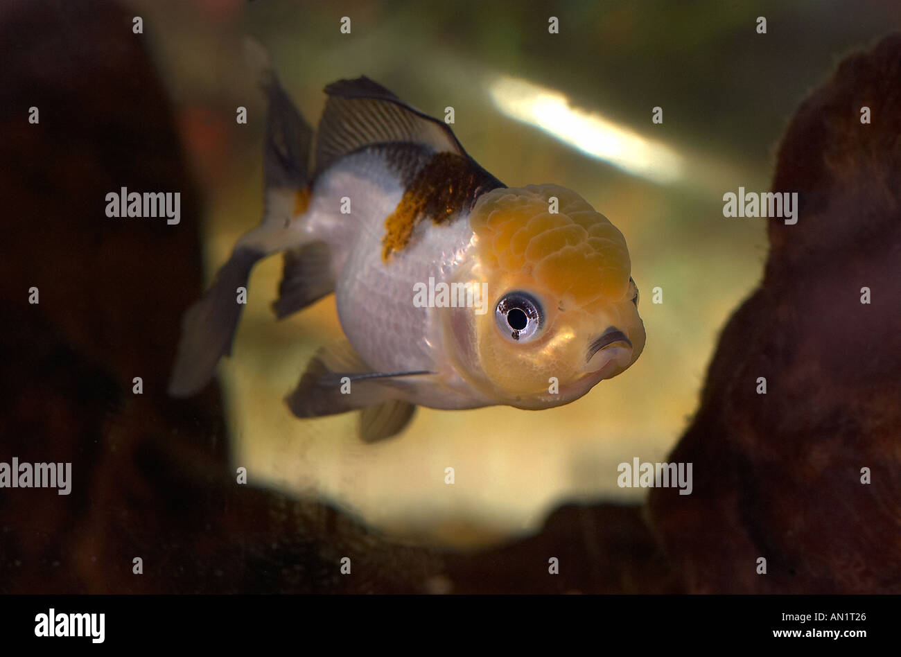Panda goldfish in captivity Stock Photo - Alamy