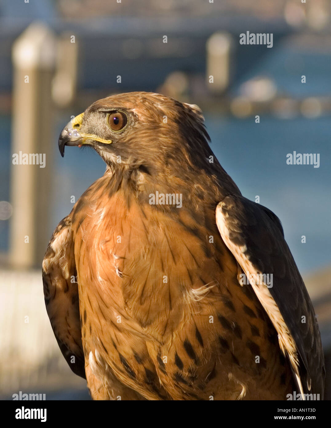 Red tailed Hawk portrait sitting in the sun Stock Photo - Alamy