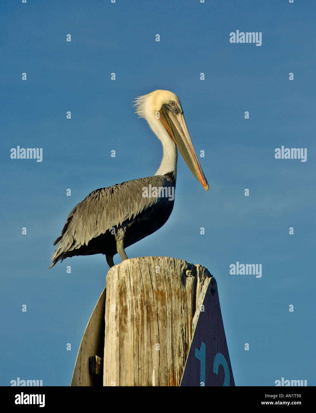 Pelican Sitting On Post In High Resolution Stock Photography and Images ...