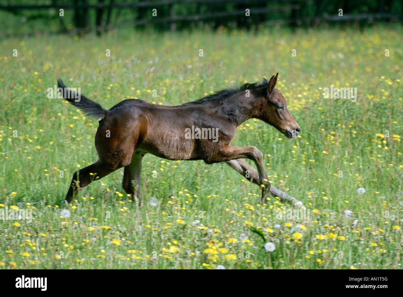 Deutsches Reitpony German Riding Pony Stock Photo - Alamy