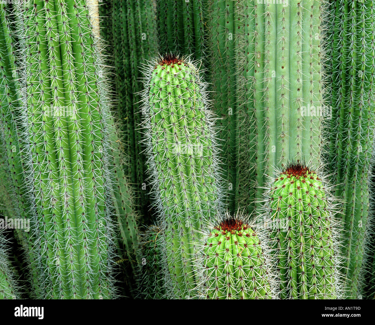 USA - CALIFORNIA: Cacti Detail Stock Photo - Alamy