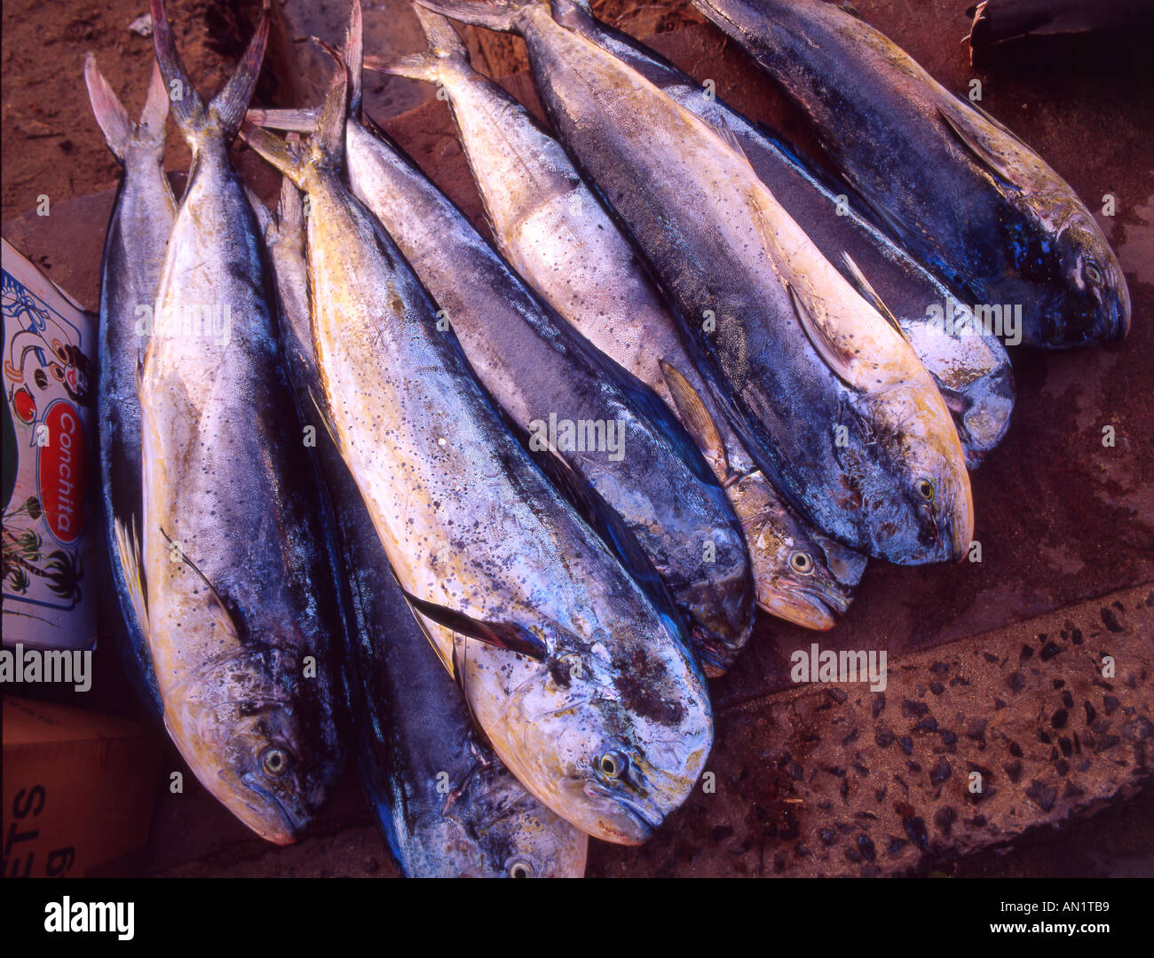 Caribbean Guadeloupe fish for sale Stock Photo - Alamy