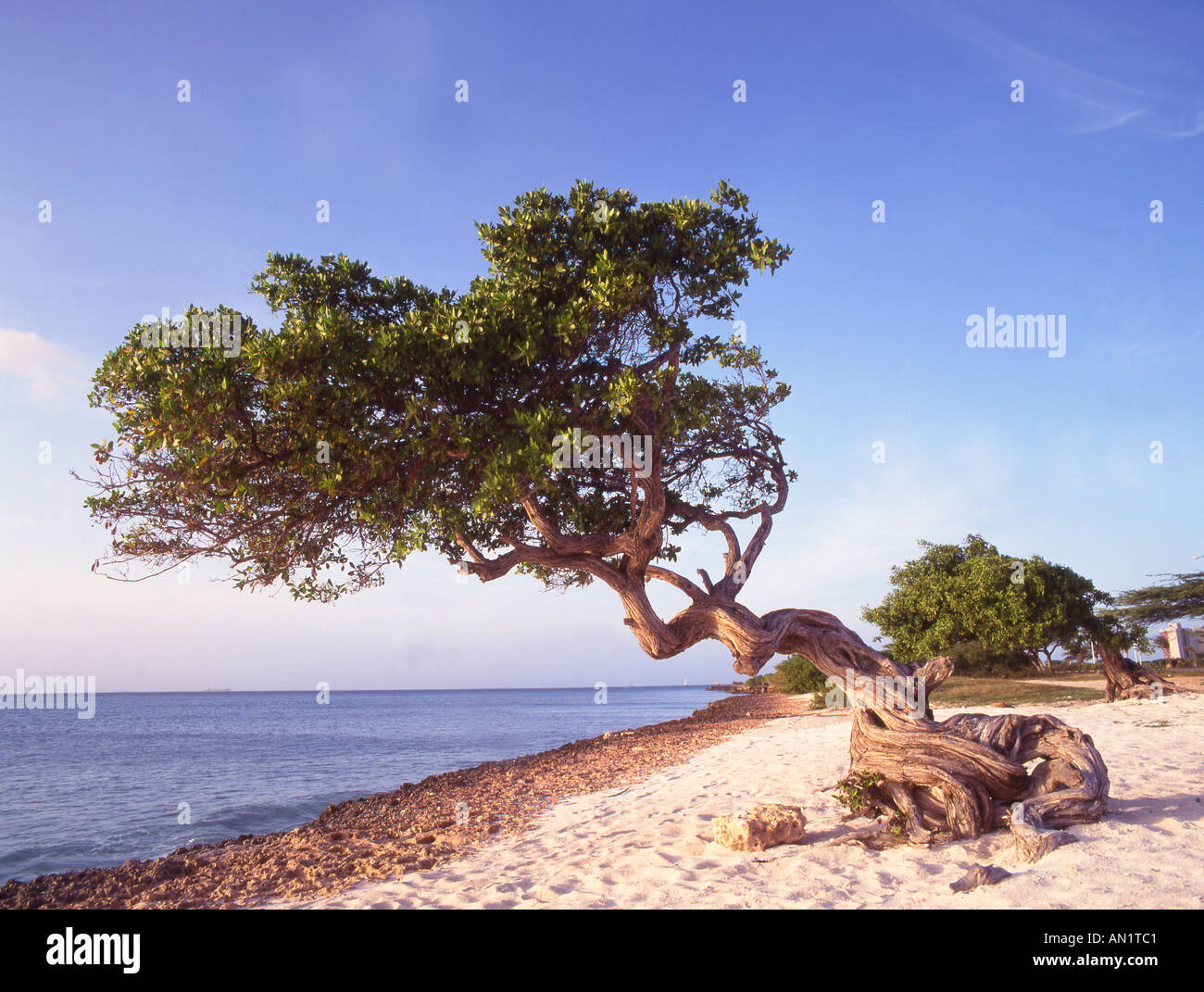 Caribbean Aruba tree Stock Photo - Alamy