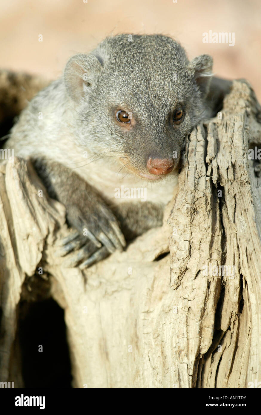 Zebramanguste Banded mongoose Mungos mungo Stock Photo - Alamy