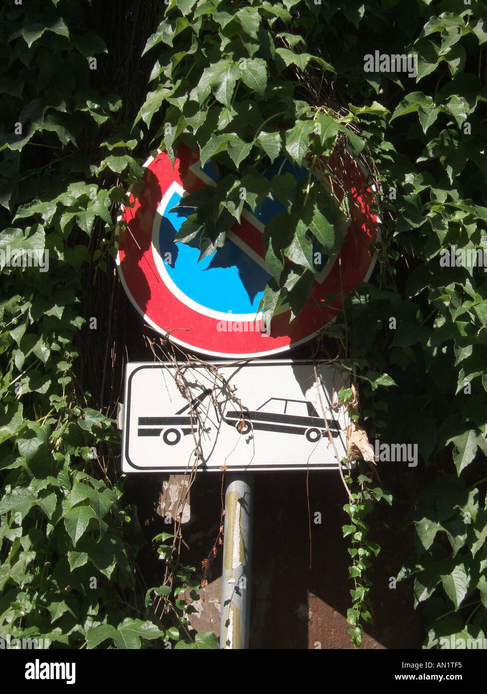 no parking and tow away road sign hidden by leaves Stock Photo - Alamy