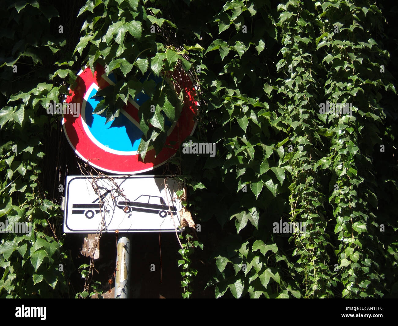 no parking and tow away road sign hidden by leaves Stock Photo - Alamy