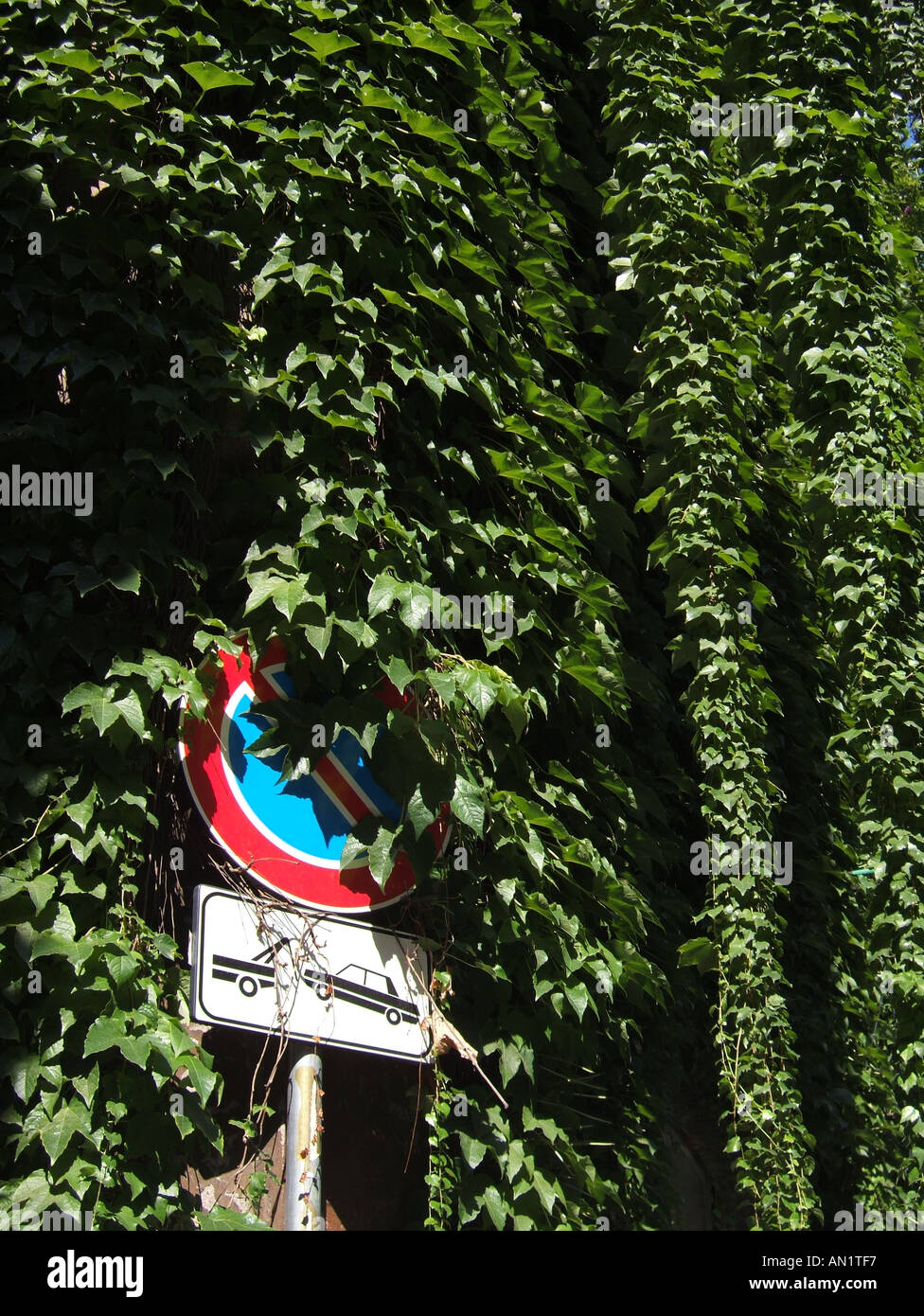 no parking and tow away road sign hidden by leaves Stock Photo - Alamy