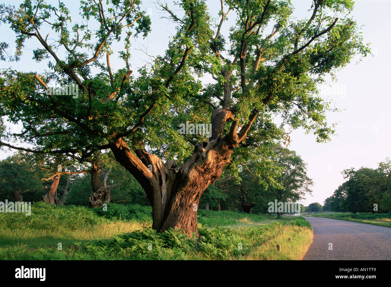English trees hi-res stock photography and images - Alamy