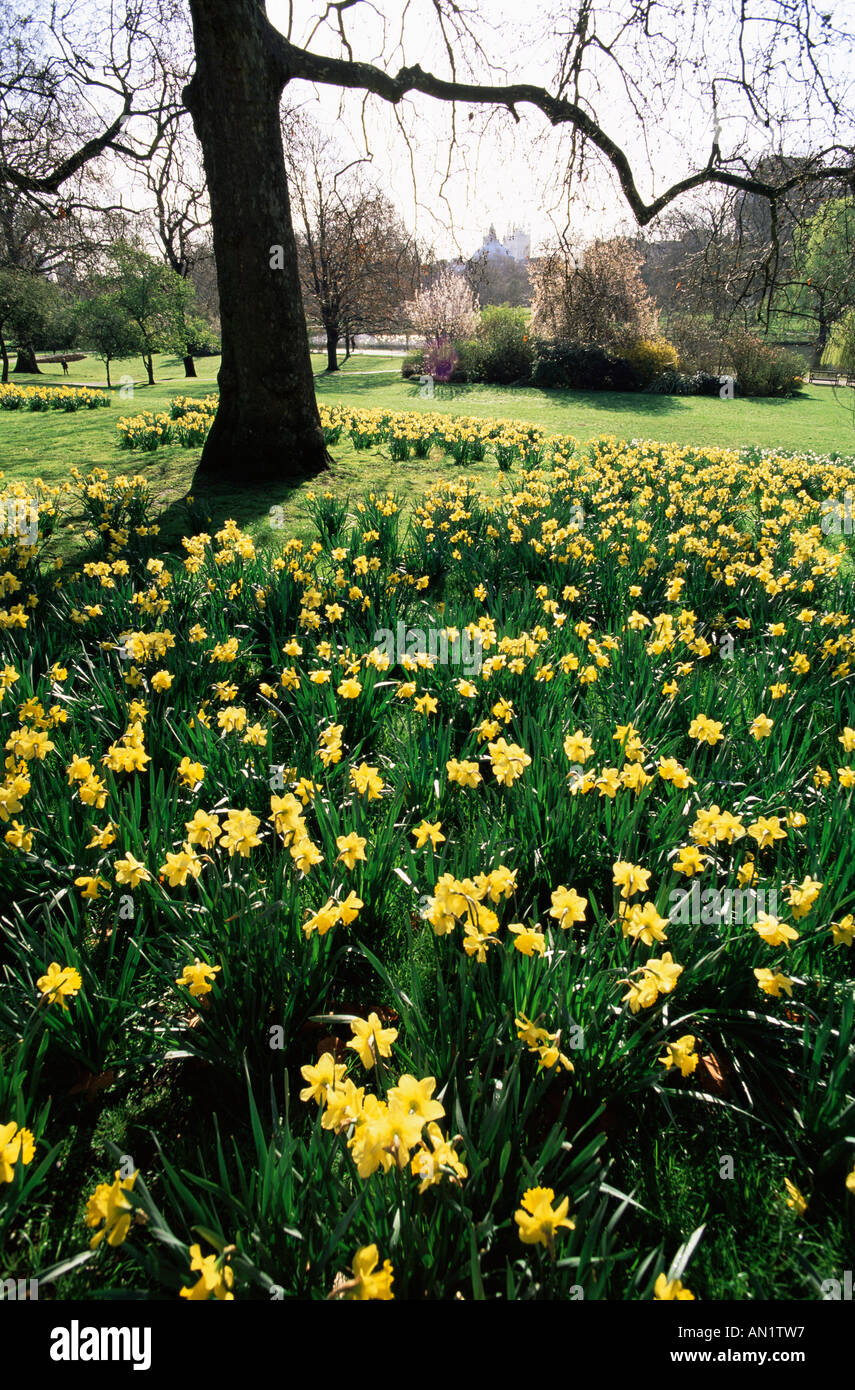 Daffodils in western europe hi-res stock photography and images - Alamy