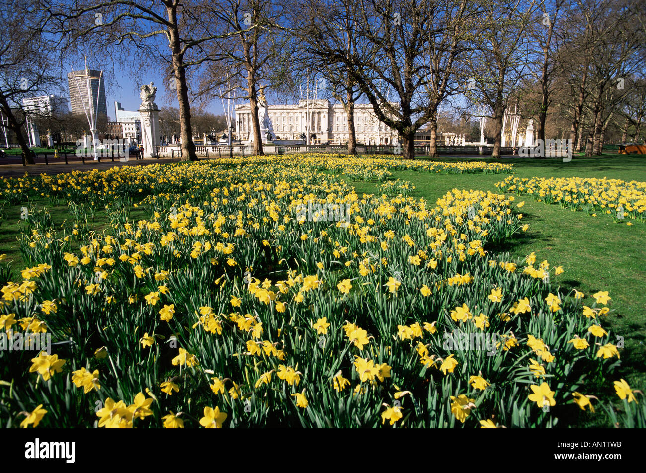 Spring daffodils buckingham palace hi-res stock photography and images ...