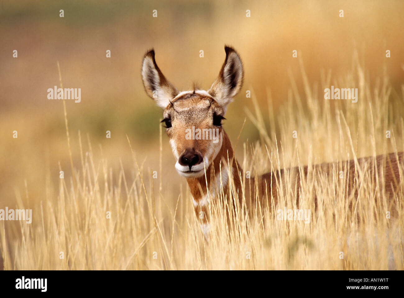 Pronghorn Antilocapra americana Yellowstone NP USA Stock Photo - Alamy