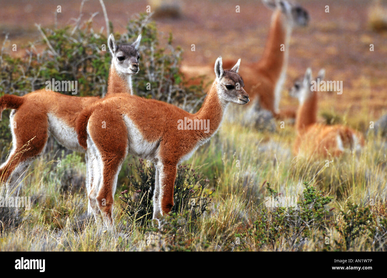 Guanako Chile guanaco Lama guanicoe Stock Photo - Alamy